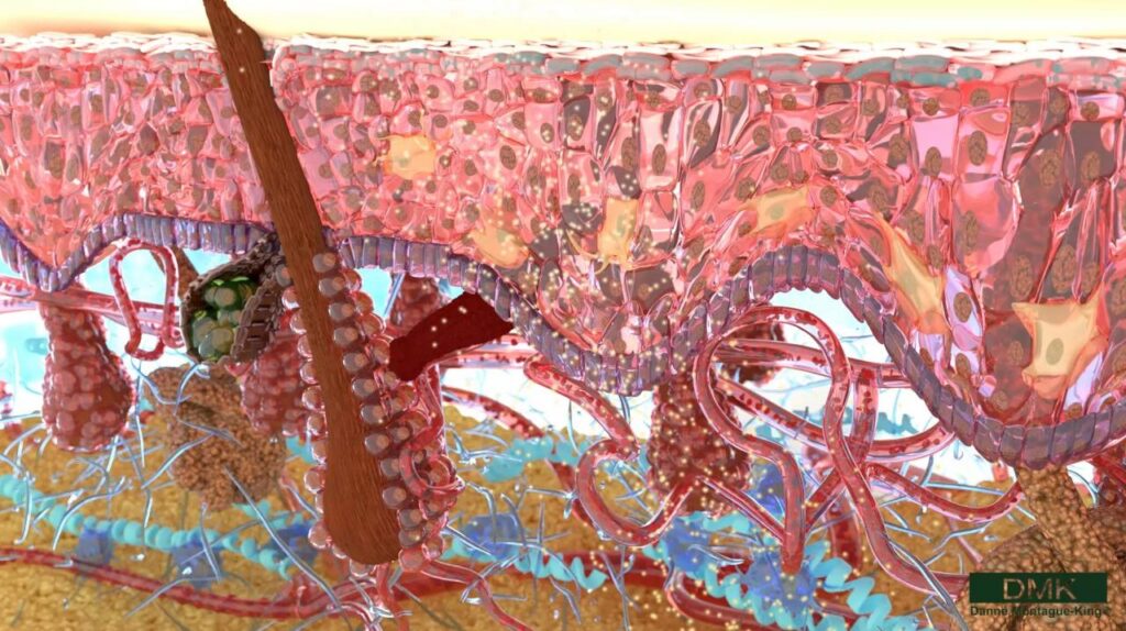 DMK: skin care enzyme mask - case study - Nanobotmedical