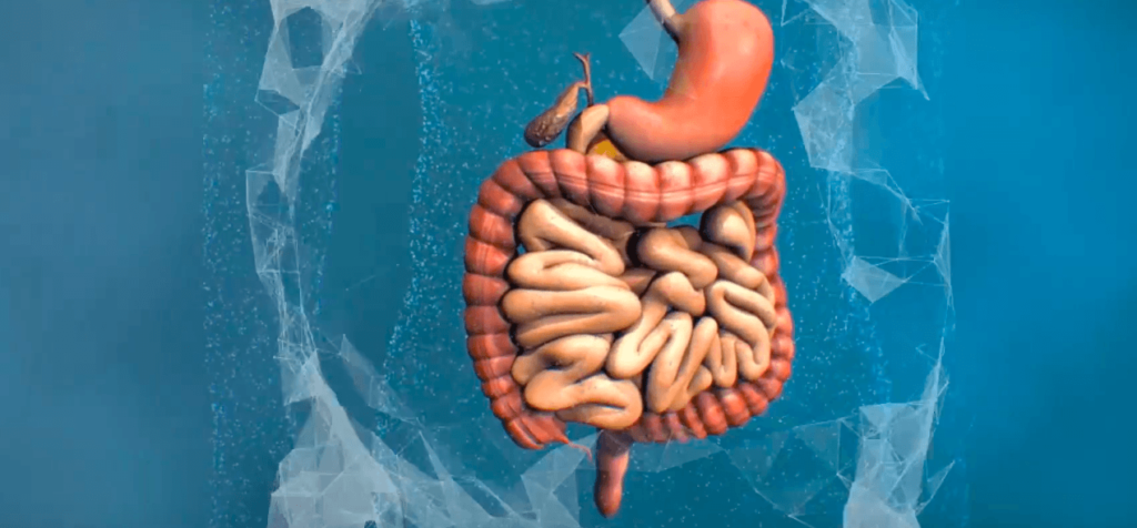 3D Medical Animation. Case study: Gastro Peristalsis